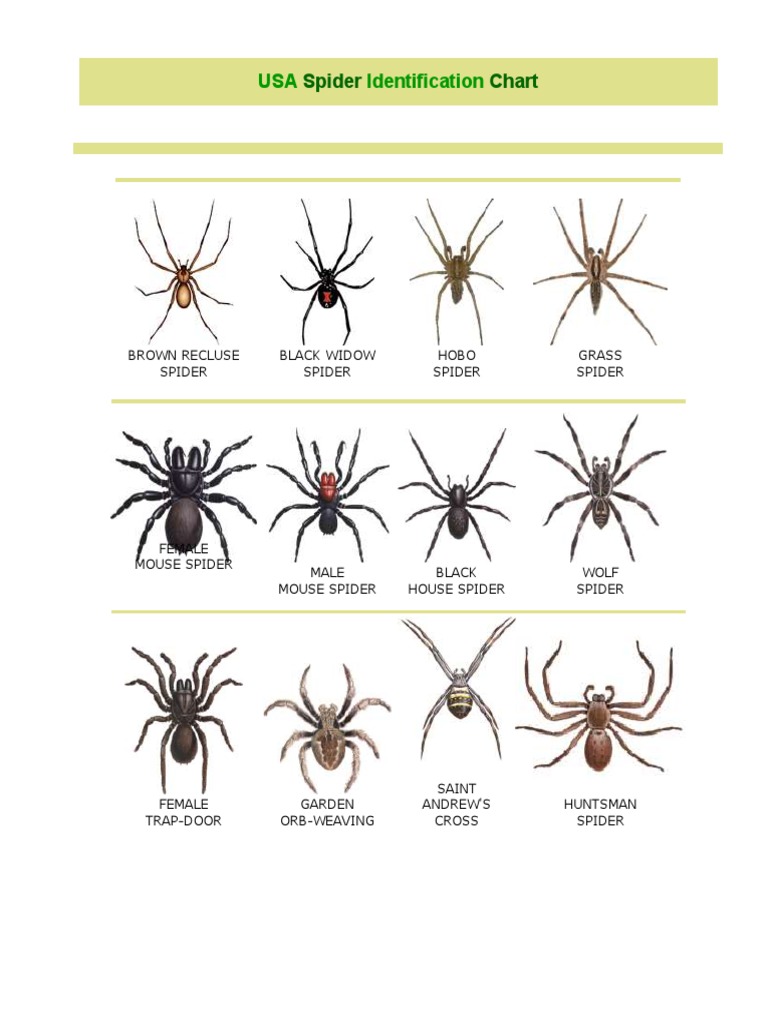 USA Spider Identification Chart - Ashx | PDF | Spider | Nature