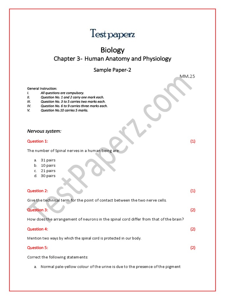 Human Anatomy and Physiology Paper 2 | PDF | Spinal Cord | Endocrine System
