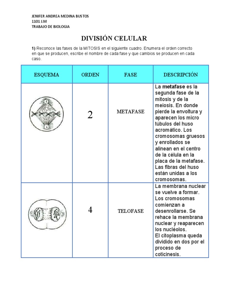 Hoja De Trabajo De Meiosis Y Mitosis