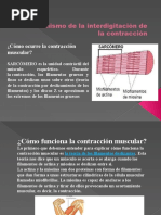 Levógiro y Dextrógiro | PDF | Rodamiento (Mecánico) | Ingeniería mecánica