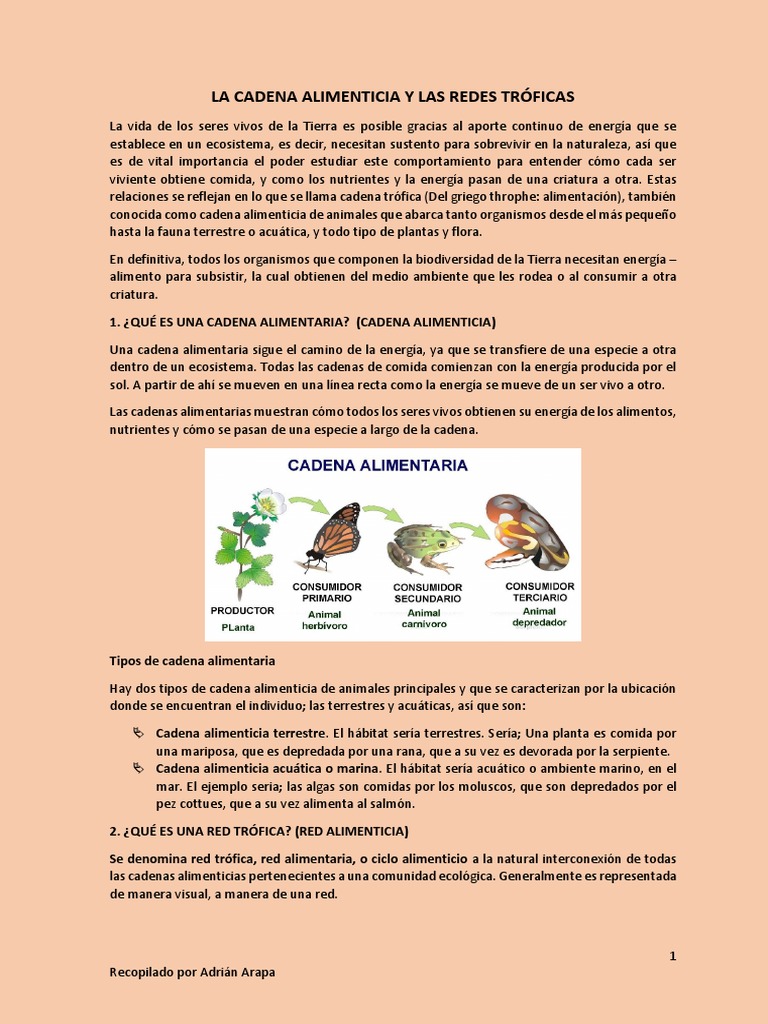 Cadena Alimenticia y Redes Tróficas | PDF | Red alimentaria | Ecología