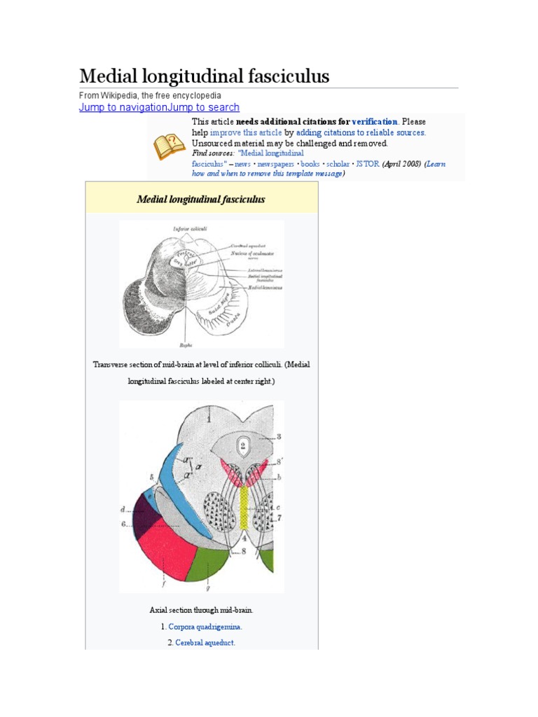 Medial Longitudinal Fasciculus | PDF | Nervous System | Neuroanatomy