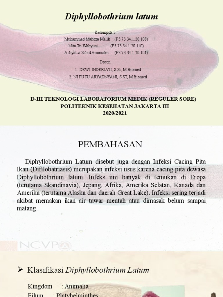 Kelompok 5 - Parasitologi Helmint - Diphyllobothrium Latum | PDF