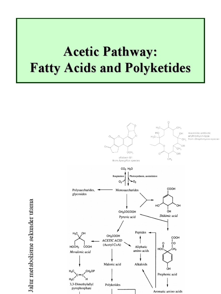 Polyketides | PDF | Ester | Aldehyde