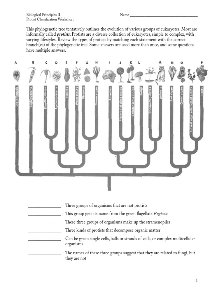 Protist Worksheet