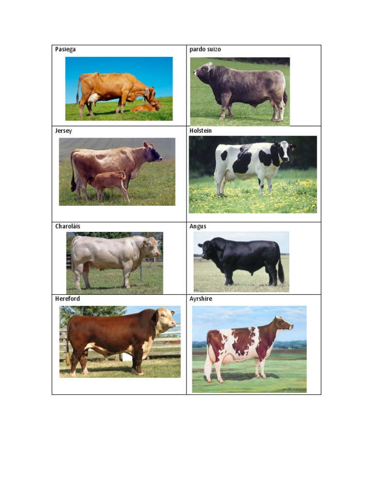 Tipos de Vaca | PDF