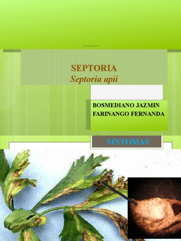 SEPTORIA | PDF | Hogar, jardinería y bricolaje | Salud y bienestar