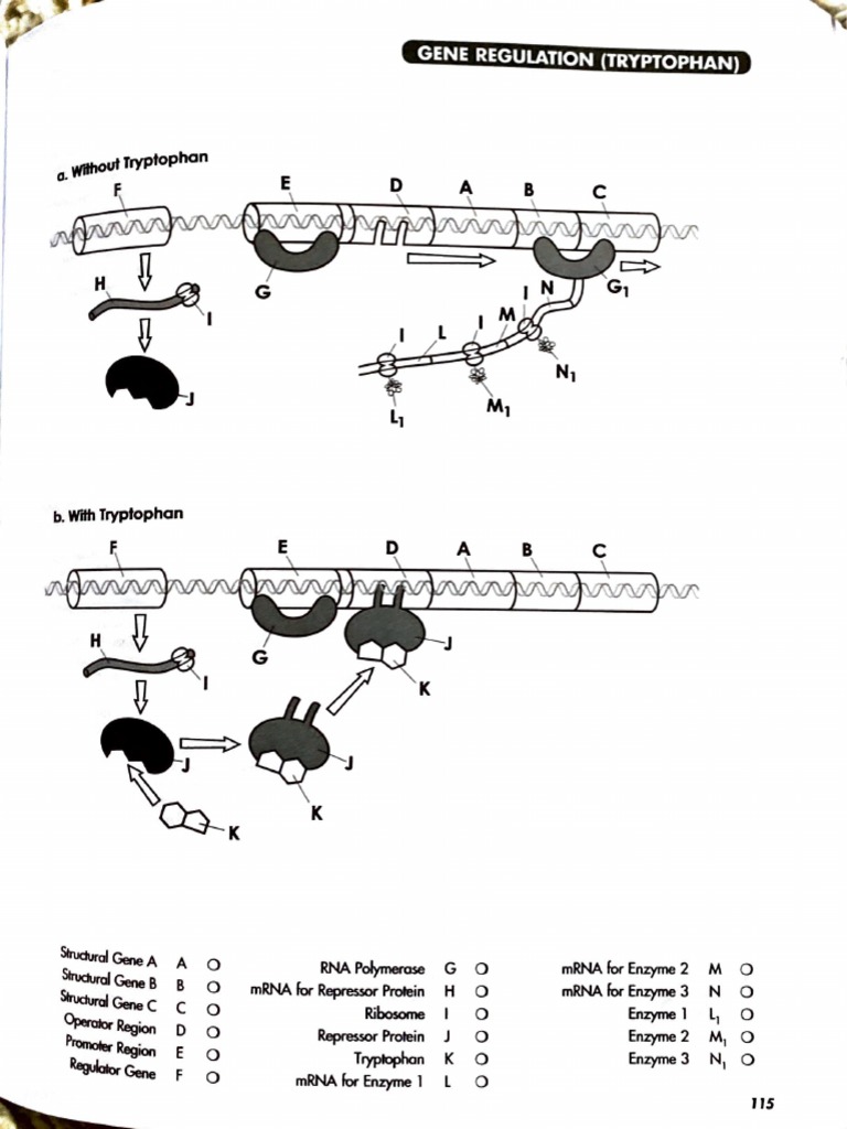 Tryp Coloring-1 | PDF | Operon | Repressor