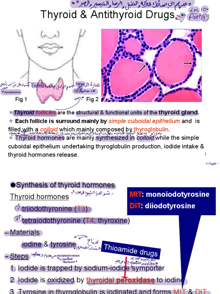 14) Drugs For Thyroid Disorders | PDF | Thyroid | Thyroid Stimulating ...