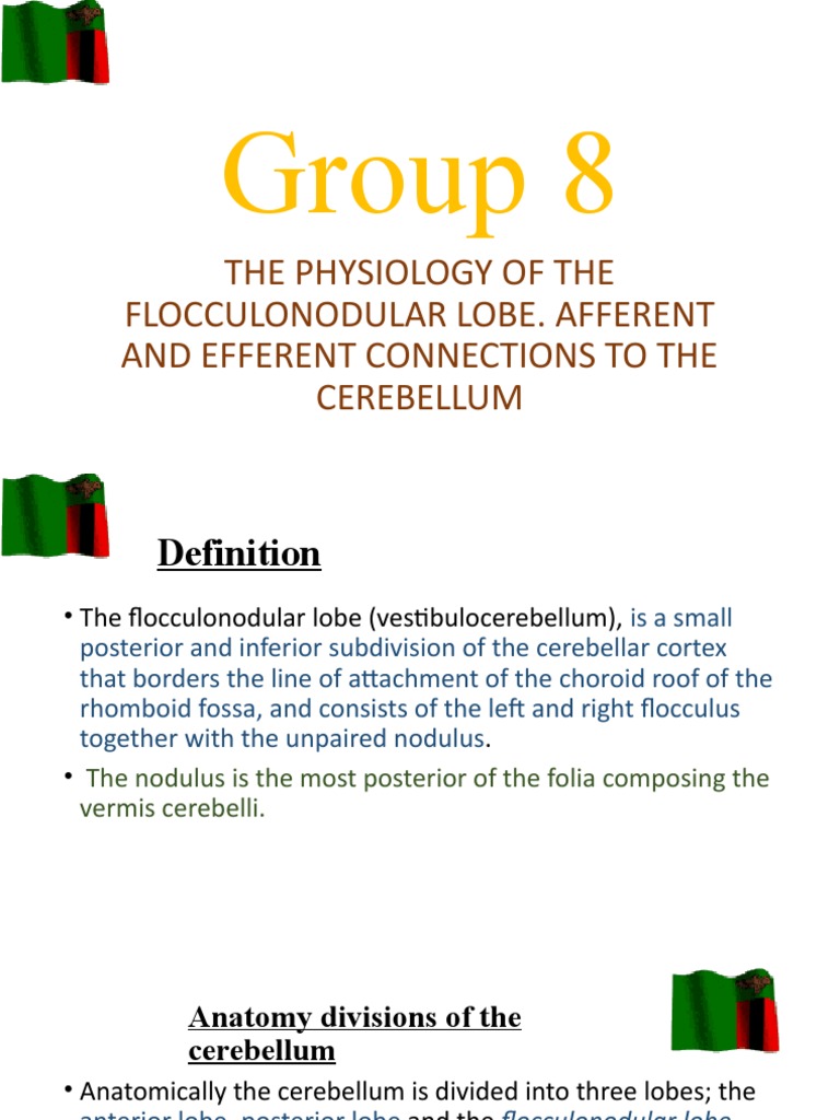 p8 The Physiology of The Flocculonodular Lobe | PDF | Cerebellum ...