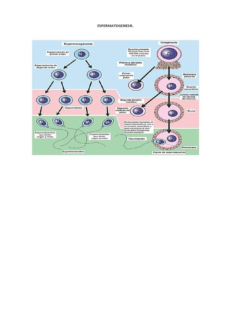 Comparativa de Espermatogénesis y Ovogénesis | PDF | Sistema ...