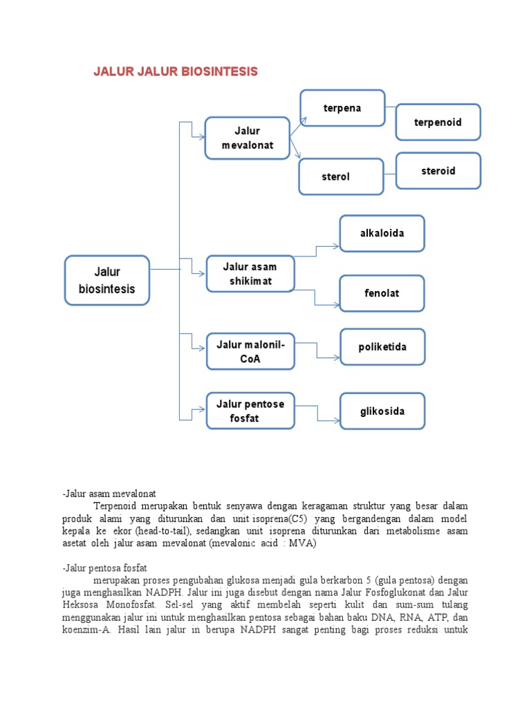 Jalur Biosintesis Pdf