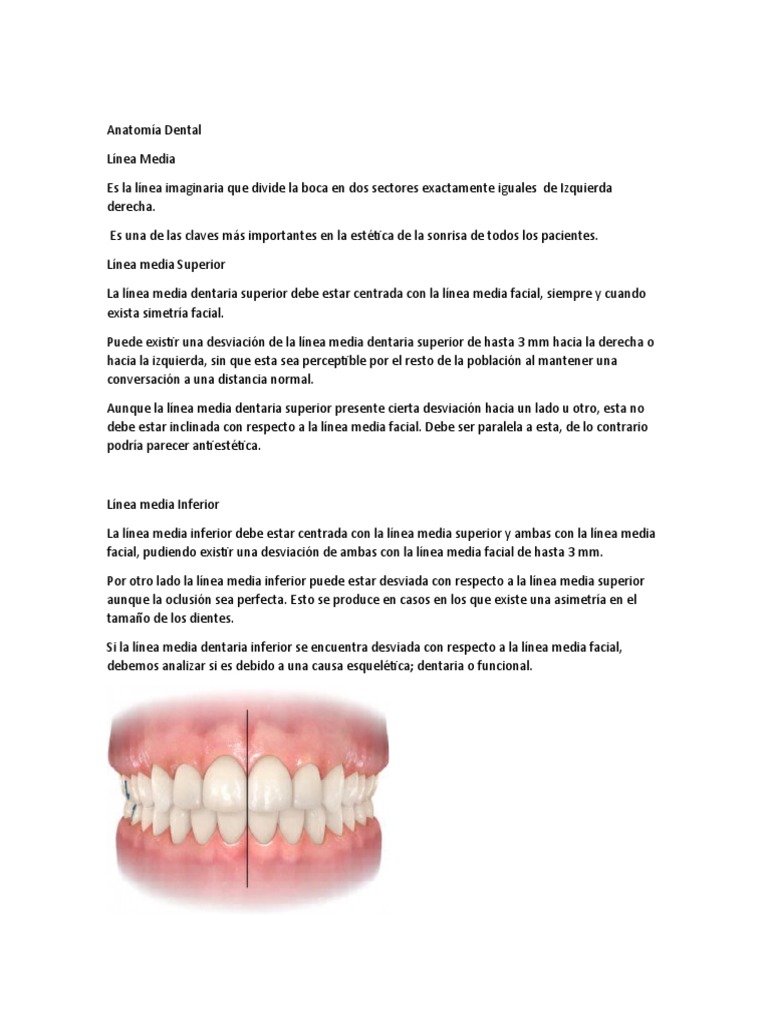 Anatomía de la Línea Media Dental | PDF | Diente | Anatomia dental