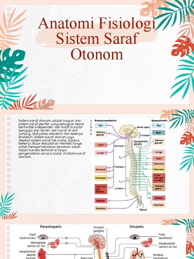 Anatomi Fisiologi Sistem Saraf Otonom | PDF