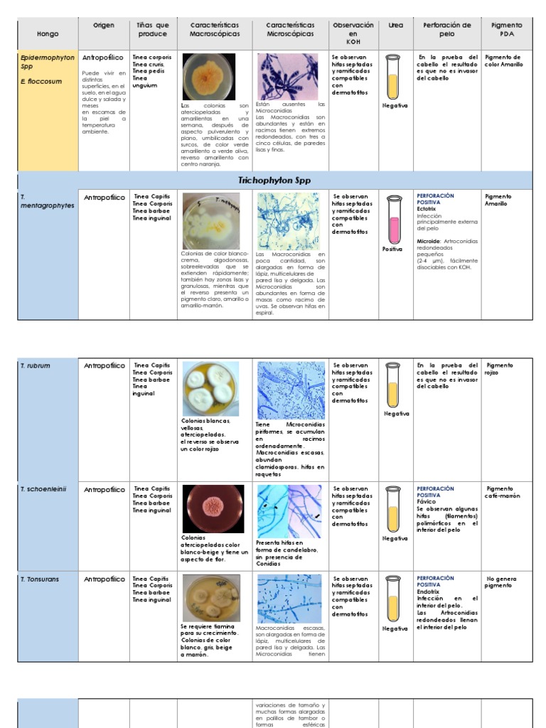 Hongos Dermatofitos | PDF | Hongo | Enfermedades animales