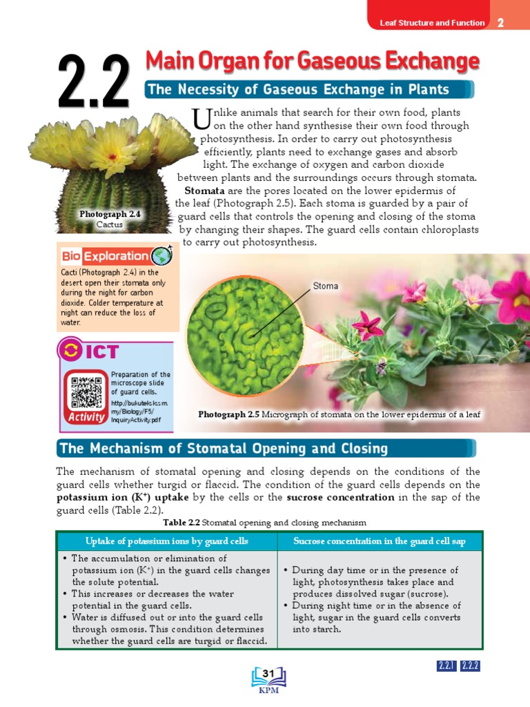 Regulation of Transpiration (Stomata) | PDF | Stoma | Leaf