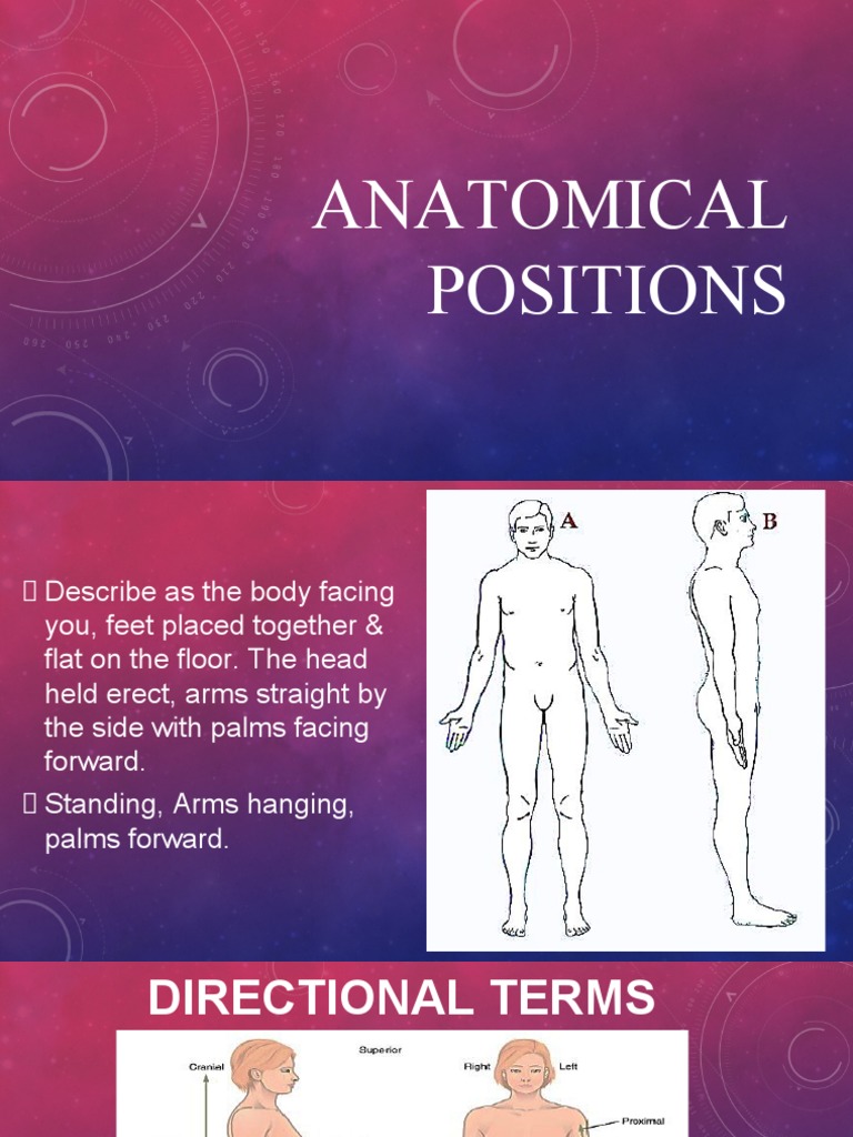Anatomical Positions | PDF | Anatomical Terms Of Motion | Anatomical ...