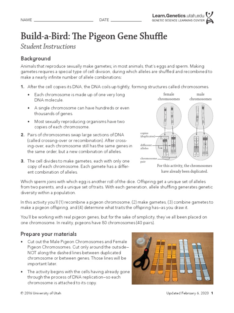 Build-a-Bird: The Pigeon Gene Shuffle: Student Instructions | PDF ...