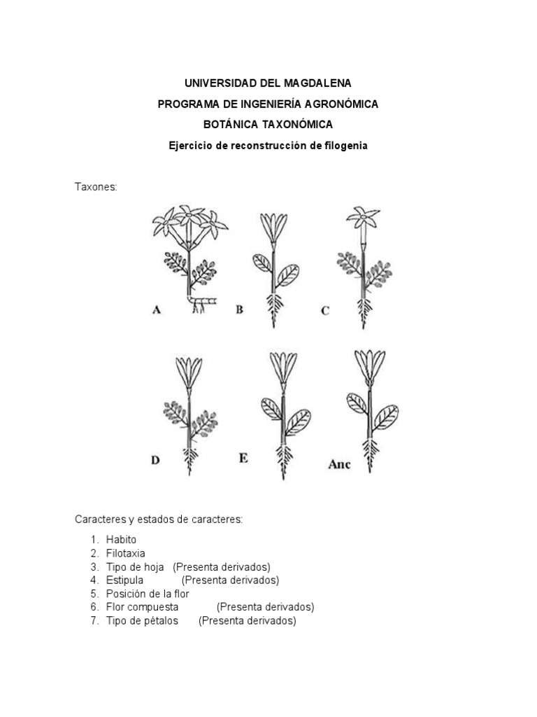 Ejercicio de Reconstrucción de Filogenia | PDF | Filogenética | Flores
