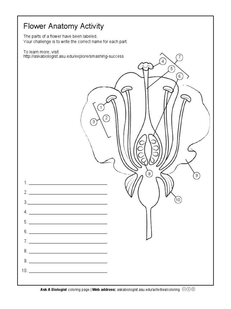 Aab Flower Anatomy Activity | PDF