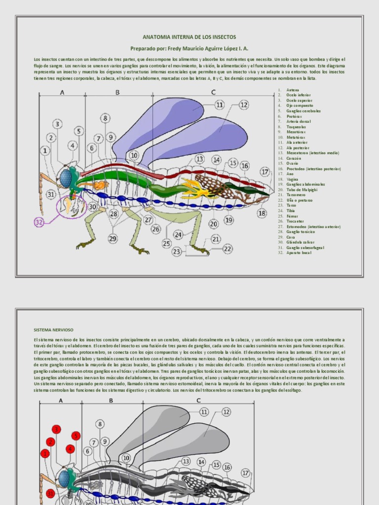 Anatomia Interna de Los Insectos | PDF | Insectos | Abdomen