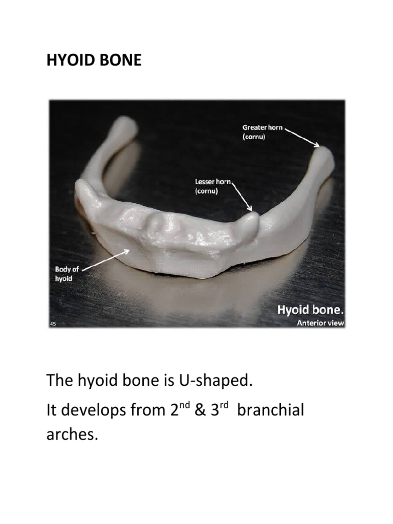 Hyoid Bone | PDF | Musculoskeletal System | Skeletal System