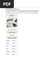 The Cat | PDF | Cats | Domesticated Animals