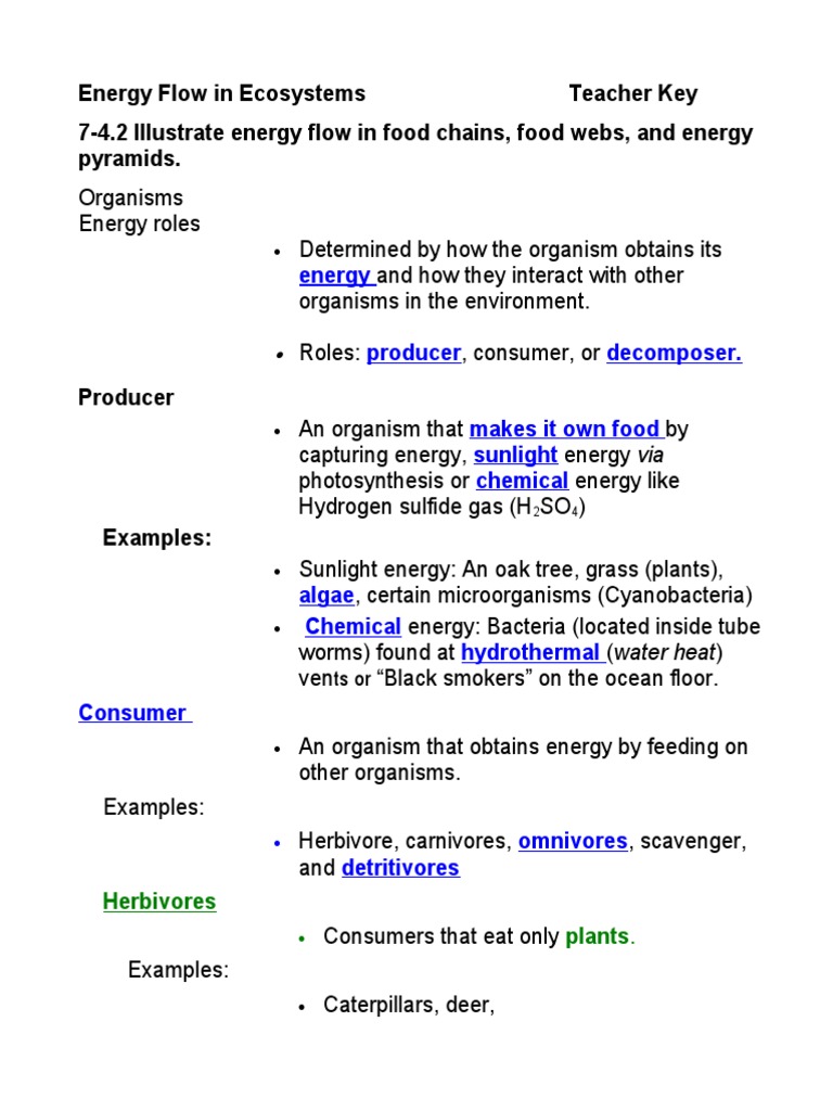 Energy Flow in Ecosystems Explained | PDF | Food Web | Hydrothermal Vent