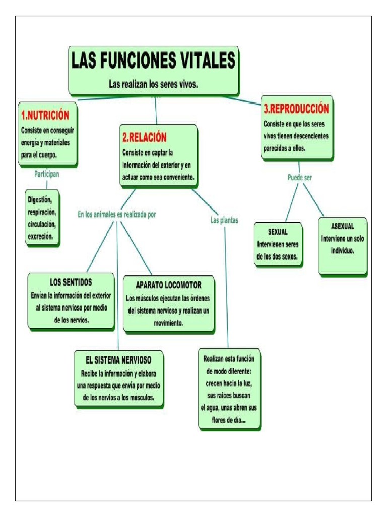 Funciones Vitales Seres Vivos | PDF
