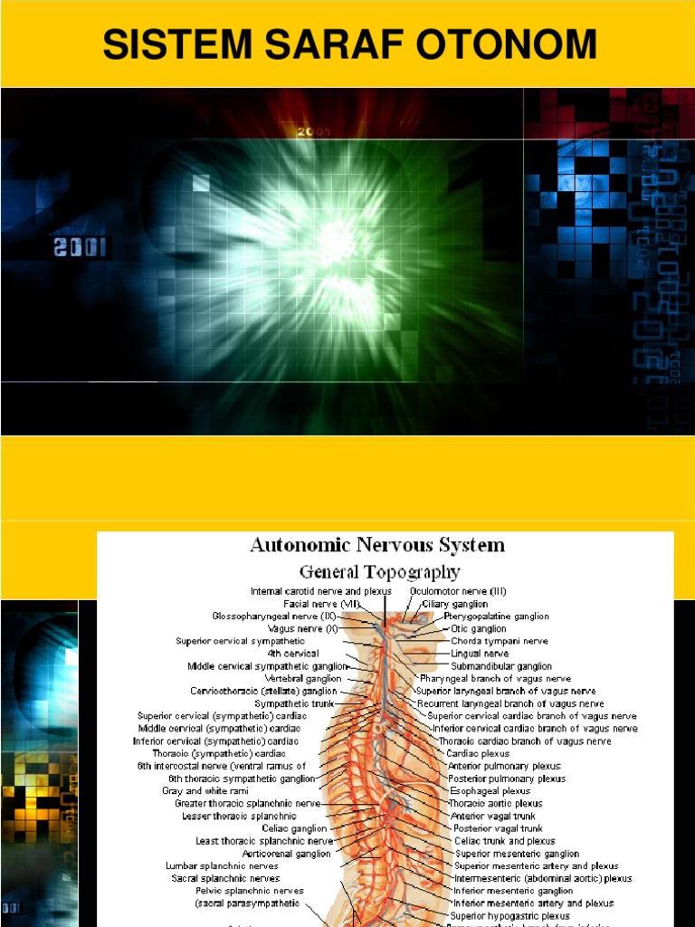 5 Sistem Saraf Otonom Dan Fungsi Luhur | PDF