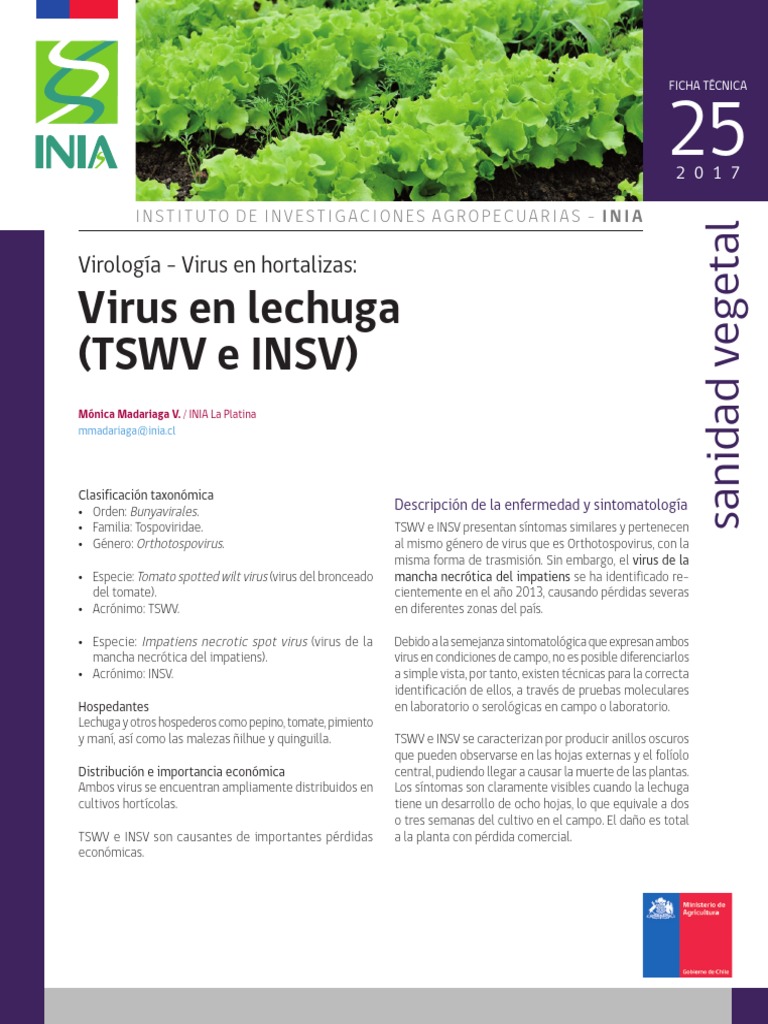 Virus en lechuga: TSWV e INSV | PDF | Virus | Lechuga
