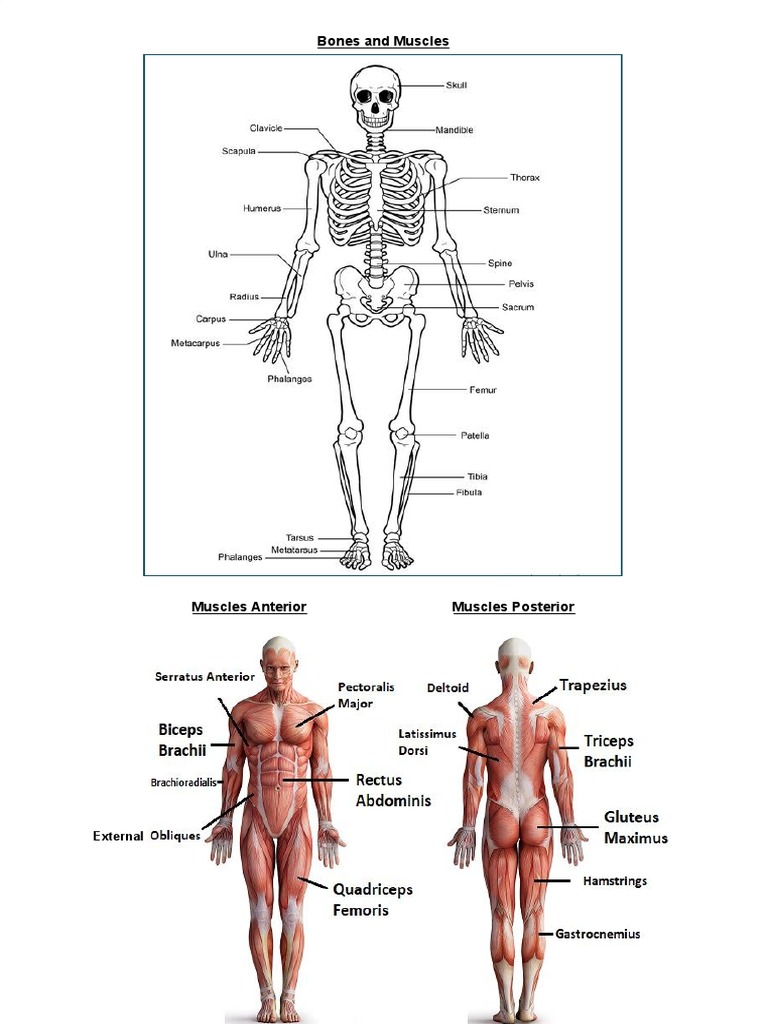 Bones and Muscles Sheet | PDF