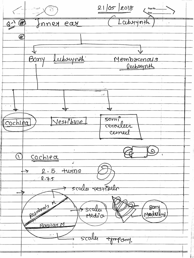 Ent Written Notes by Mayur Sayta M 9104448555 | PDF