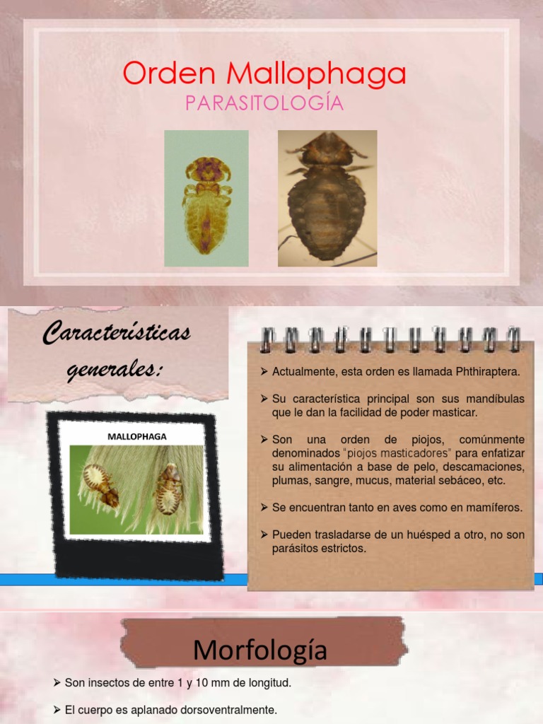 Características del Orden Mallophaga | PDF | Huevo | Reproducción