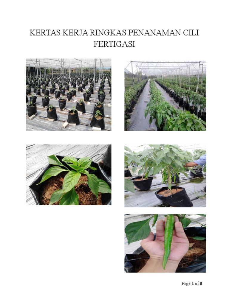 Kertas Kerja Penanaman Cili Fertigasi | PDF