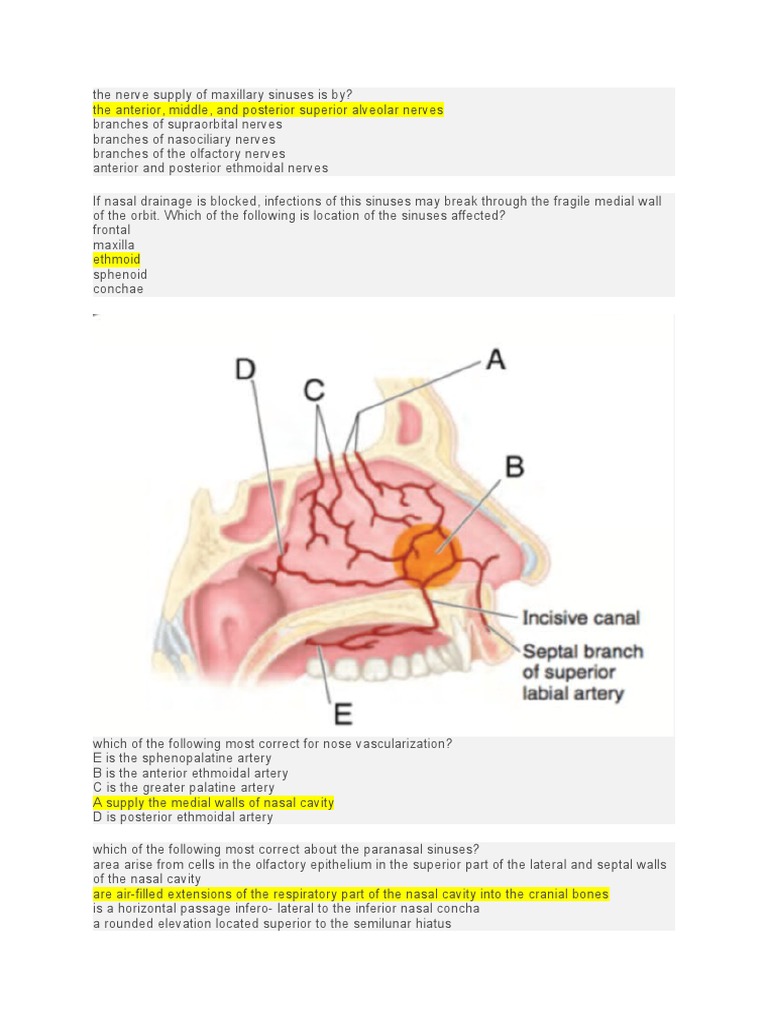 Pretest Anatomy | PDF | Human Nose | Human Head And Neck