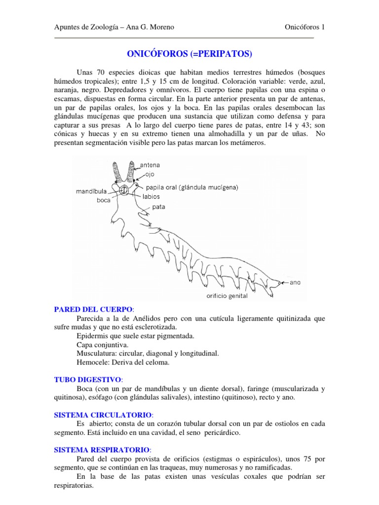 Onicoforos Peripato | PDF | Fisiologia Animal | Anatomía