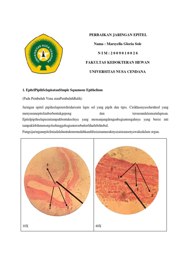 Laporan Praktikum Jaringan Epitel | PDF