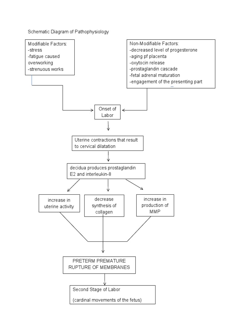 Schematic Diagram of The Pathophysiology of Giving Birth | PDF