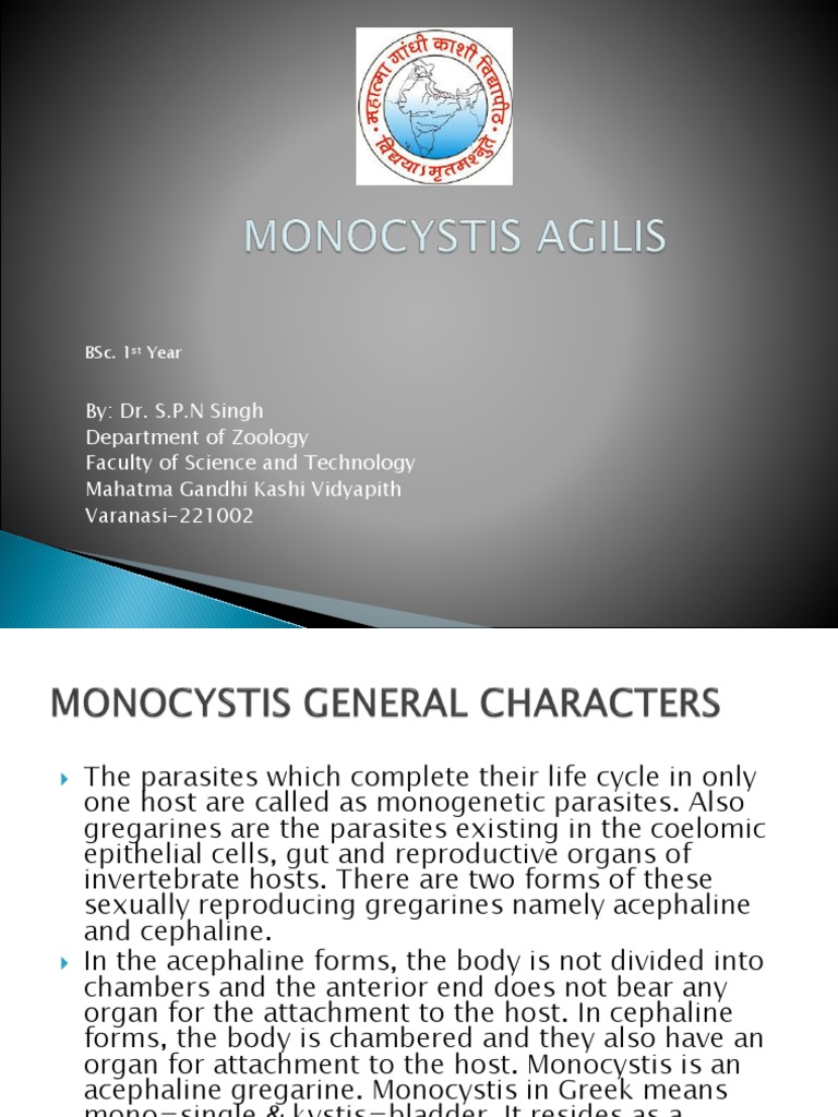 Monocystis Agilis | PDF | Cell Nucleus | Meiosis