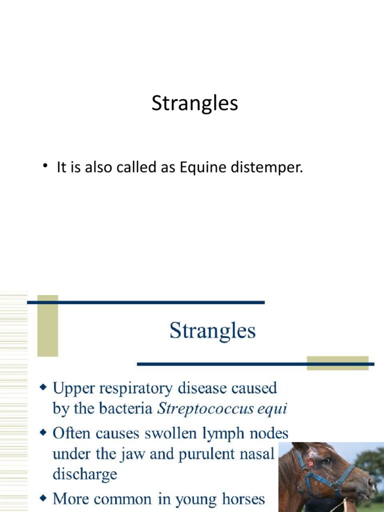Strangles and Glanders | PDF | Animal Diseases | Health Sciences