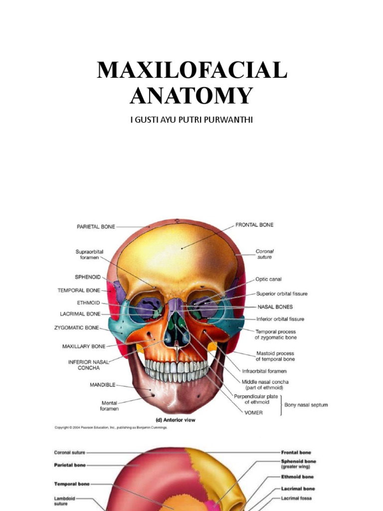 Maxilofacial Anatomy: I Gusti Ayu Putri Purwanthi | PDF | Wellness