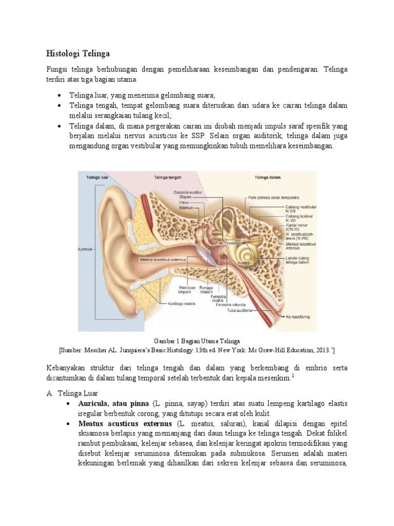 Histologi dan Anatomi Telinga | PDF | Sains & Matematika