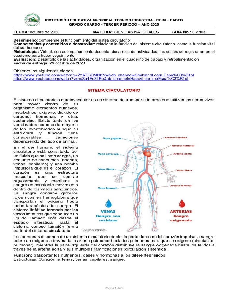 Ciencias Naturales 3. Sistema Circulatorio | PDF | Sistema circulatorio ...