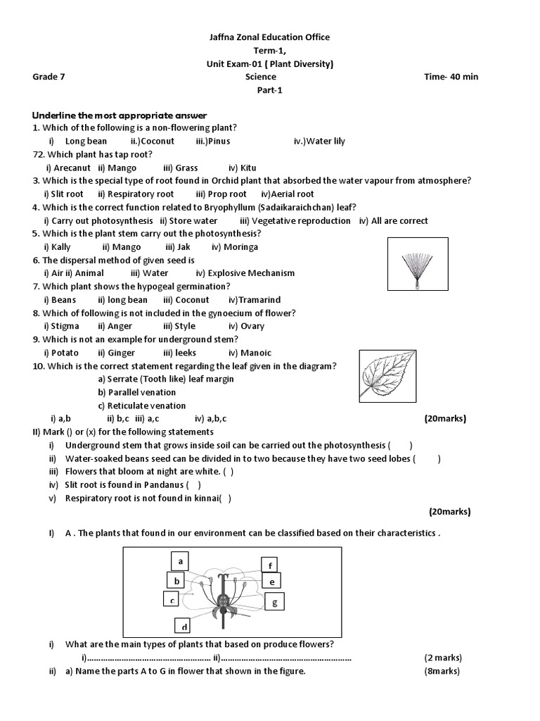 Grade 7 Science Term-1 Exam: Plant Diversity | PDF | Leaf | Flowers