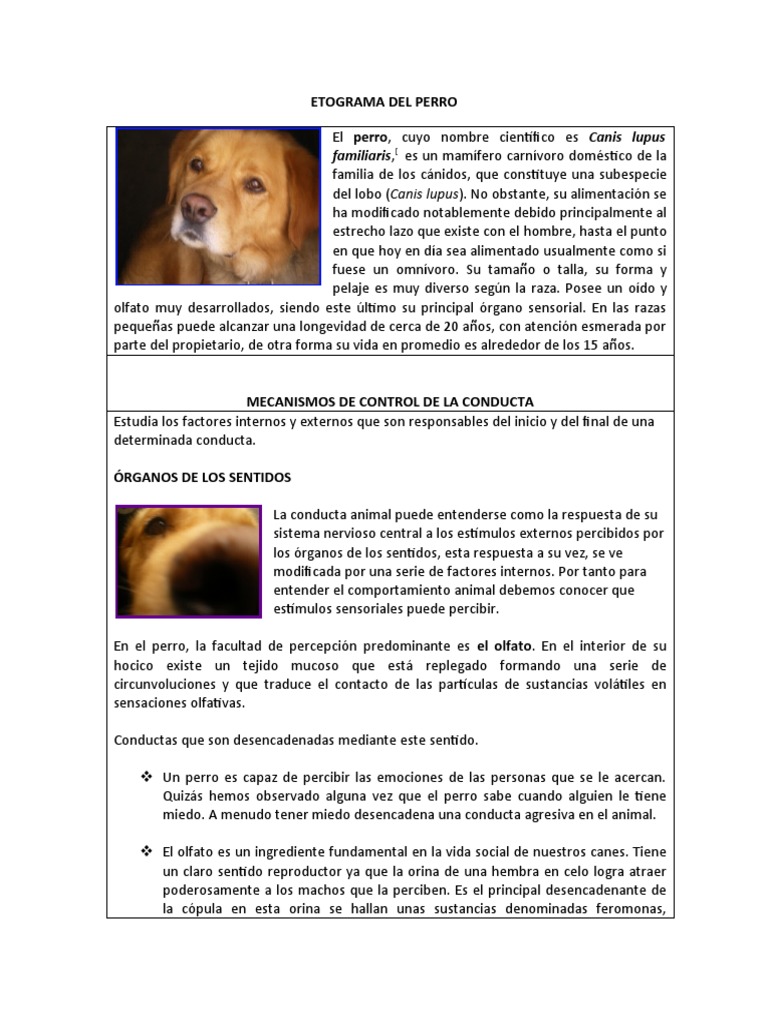 Etograma Del Perro | PDF | Lobo gris | Angiotensina