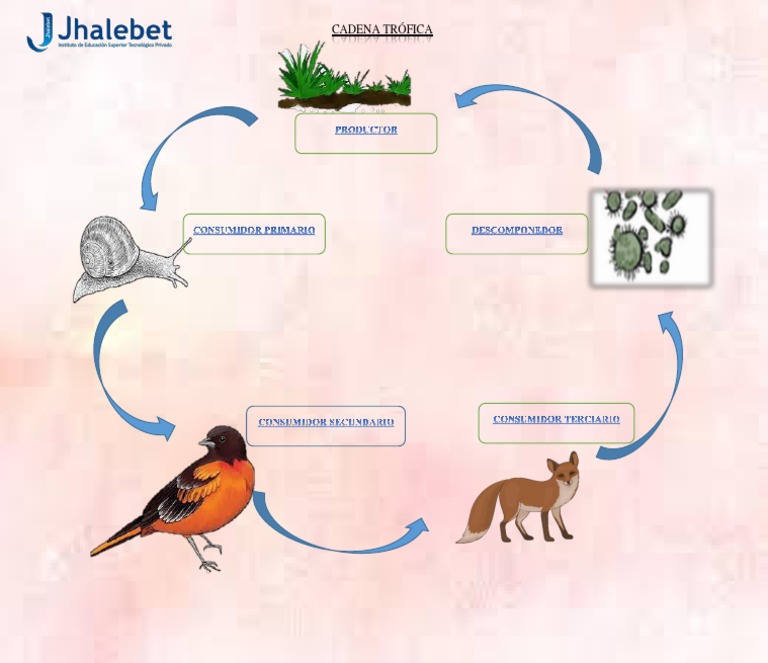 Cadena Trofica | PDF