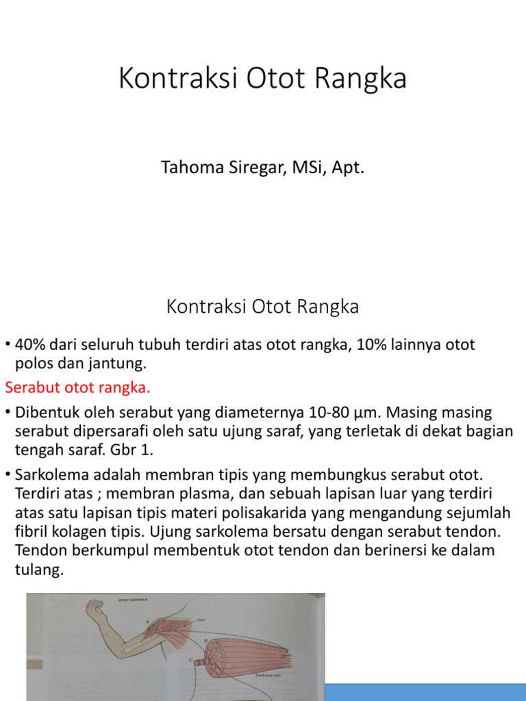 Kuliah 4, Otot - Kontraksi Otot Rangka | PDF Kuliah 4, Otot - Kontraksi Otot Rangka | PDF
