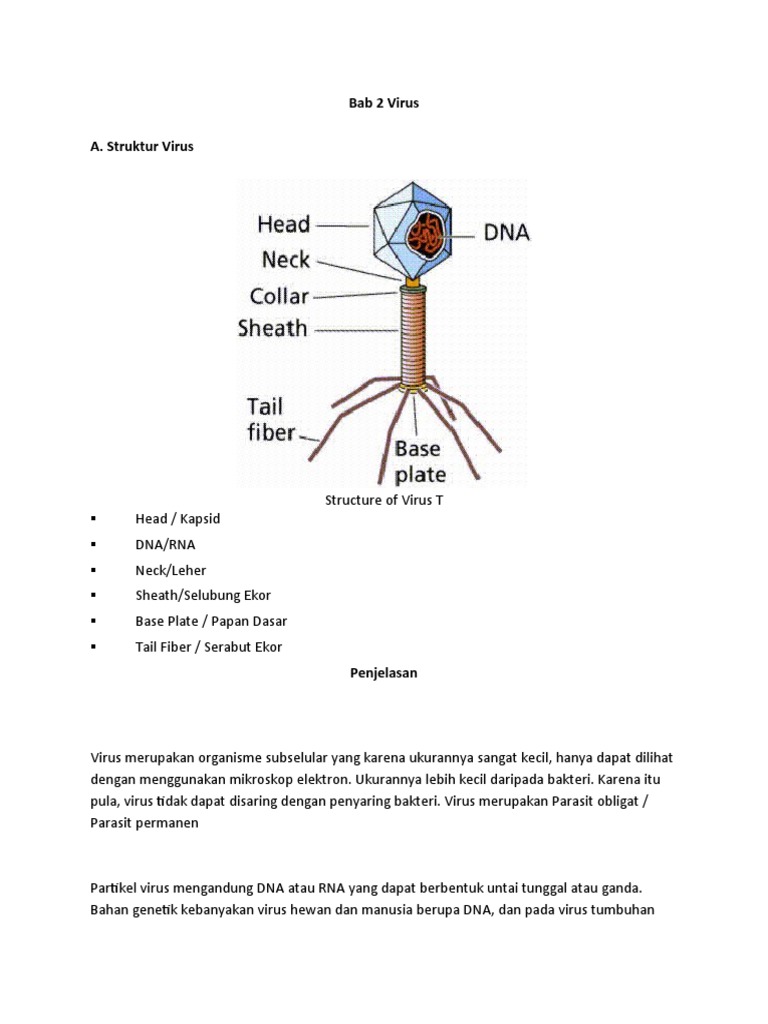 Struktur dan Fungsi Virus T | PDF