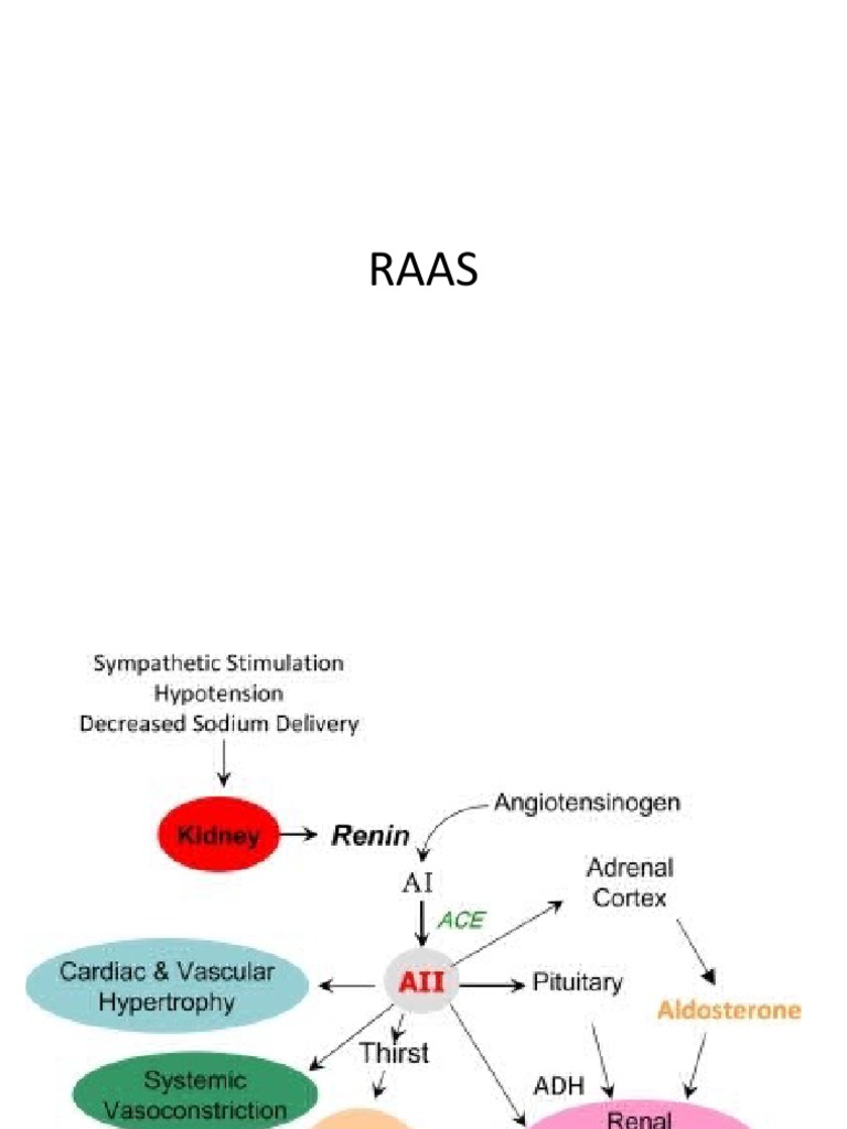 RAAS System | PDF